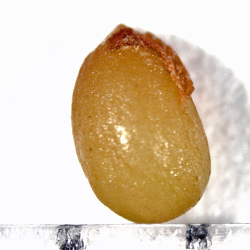 Apiaceae | Fruit and Seed Family ID