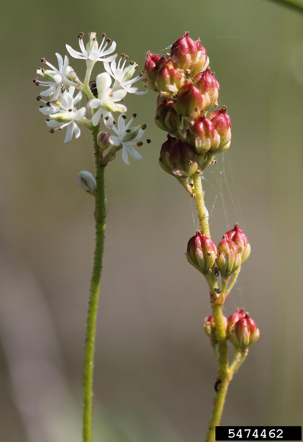 Tofieldiaceae | Fruit and Seed Family ID