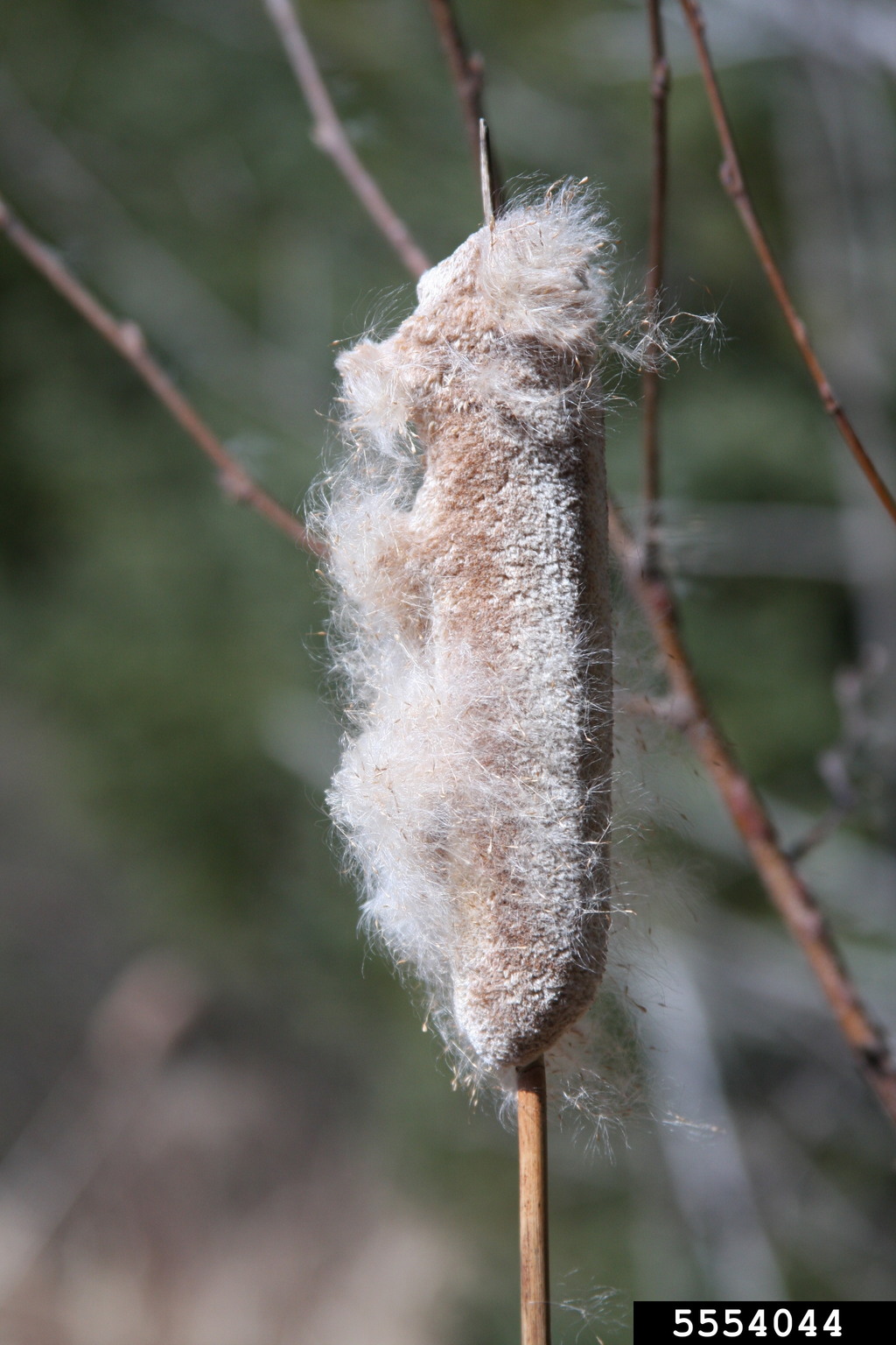 Typhaceae | Fruit and Seed Family ID