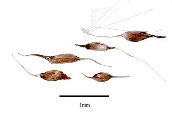 Typhaceae | Fruit and Seed Family ID