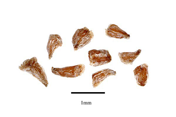 Velloziaceae | Fruit and Seed Family ID