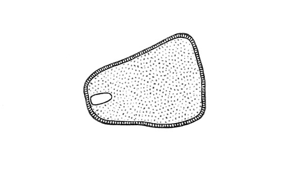 Velloziaceae | Fruit and Seed Family ID