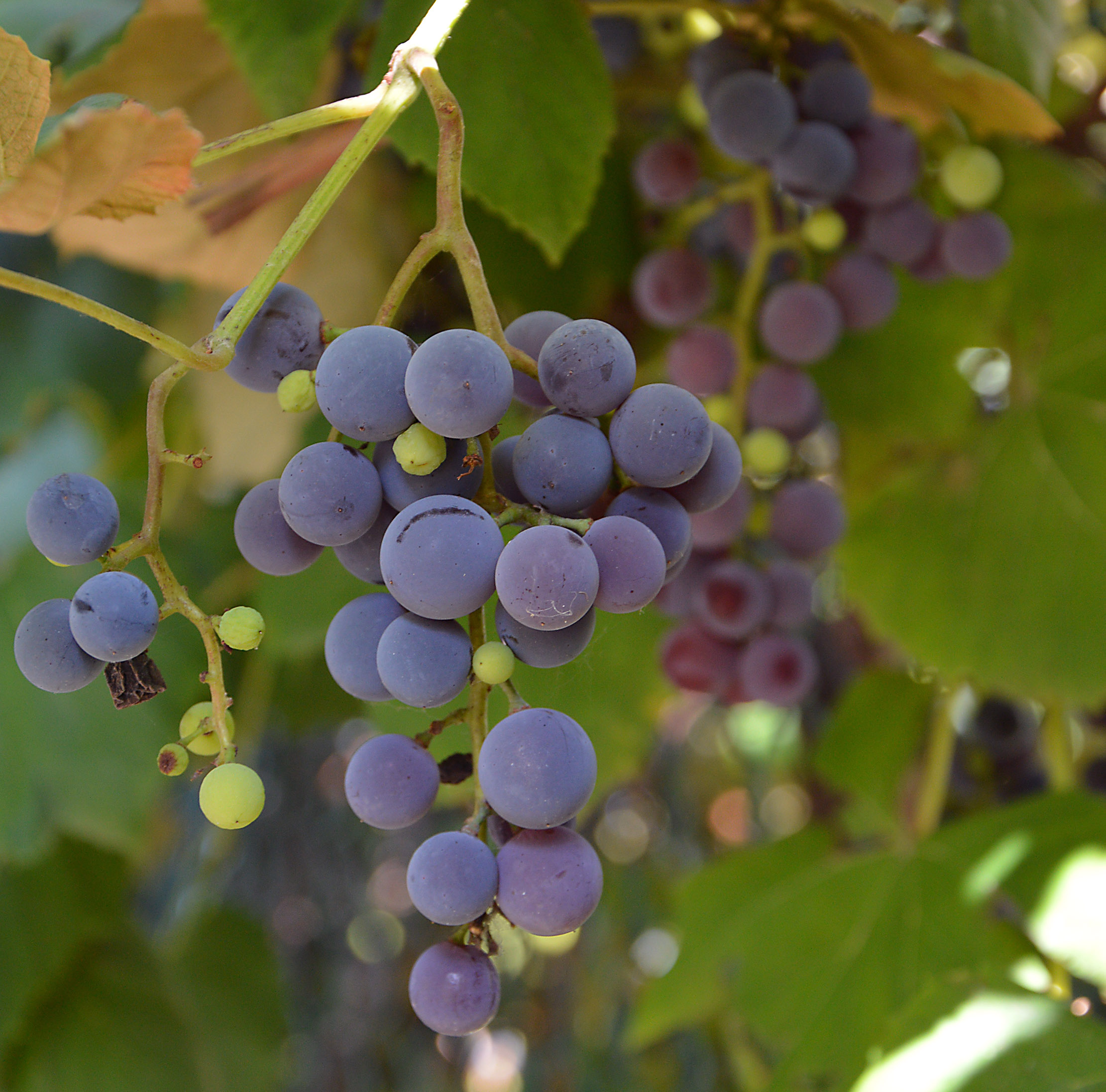 Vitaceae | Fruit and Seed Family ID