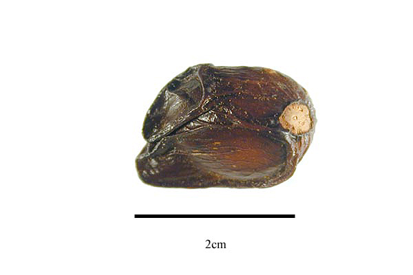 Zamiaceae | Fruit and Seed Family ID