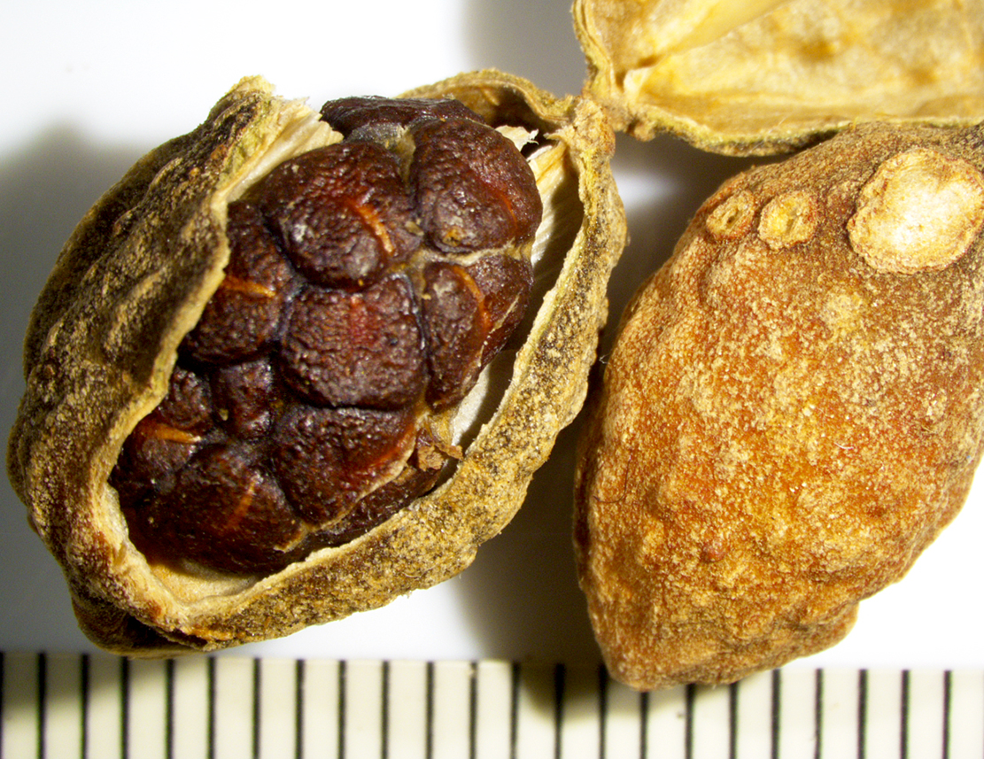 Zingiberaceae | Fruit and Seed Family ID