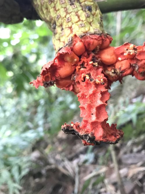 Cyclanthaceae | Fruit and Seed Family ID