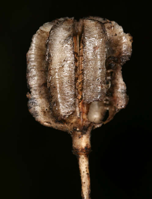 Liliaceae | Fruit and Seed Family ID