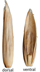 Glossary | Fruit and Seed Family ID