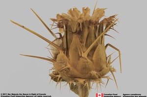 Glossary | Fruit and Seed Family ID