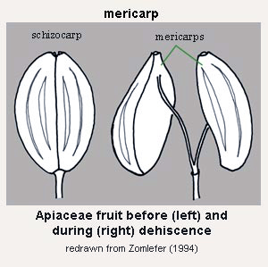 Glossary | Fruit and Seed Family ID