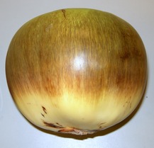 Shape | Fruit and Seed Family ID