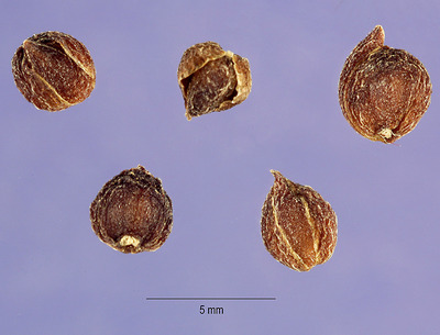 Liliaceae | Fruit and Seed Family ID