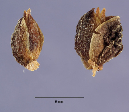 Liliaceae | Fruit and Seed Family ID