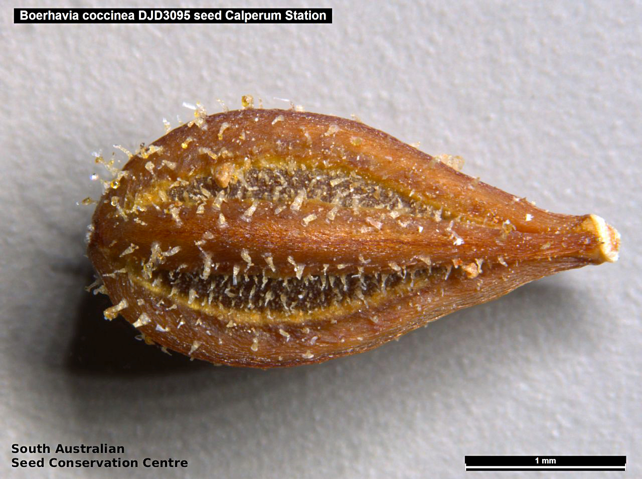 Shape | Fruit and Seed Family ID