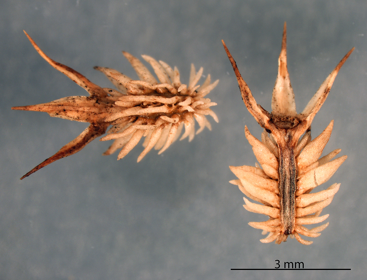 Shape | Fruit and Seed Family ID