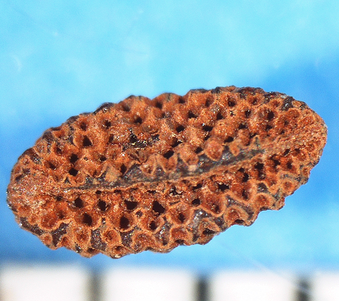 Surface Relief | Fruit and Seed Family ID