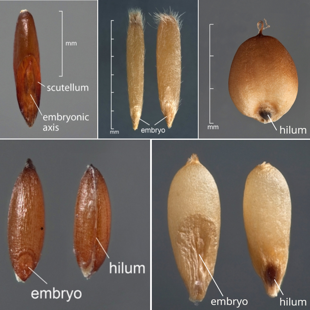 Fruits | Fruit and Seed Family ID