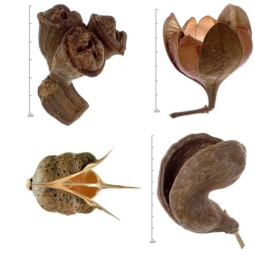 Fruits | Fruit and Seed Family ID