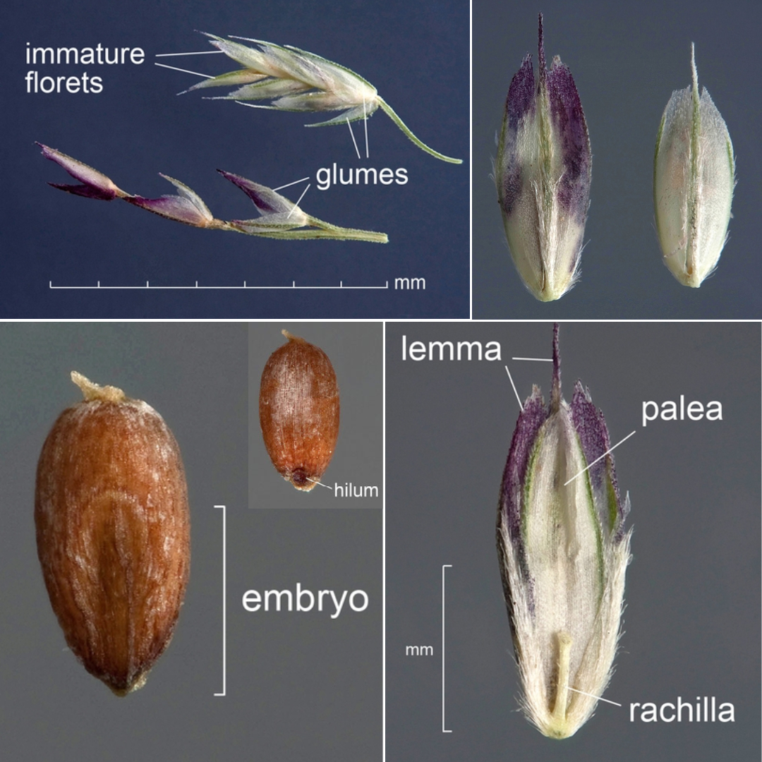 Fruits | Fruit and Seed Family ID