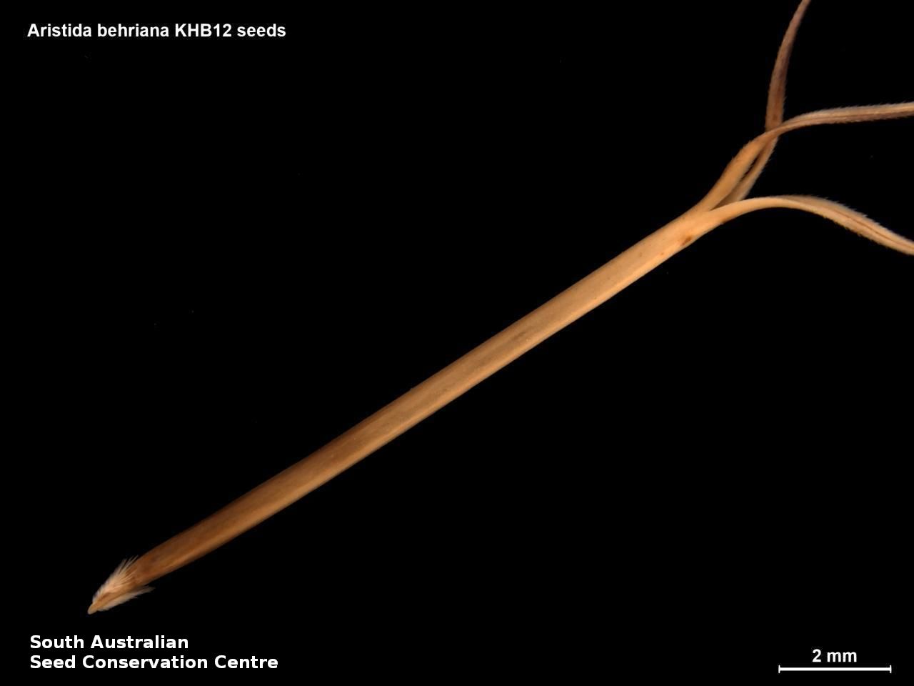 Shape | Fruit and Seed Family ID