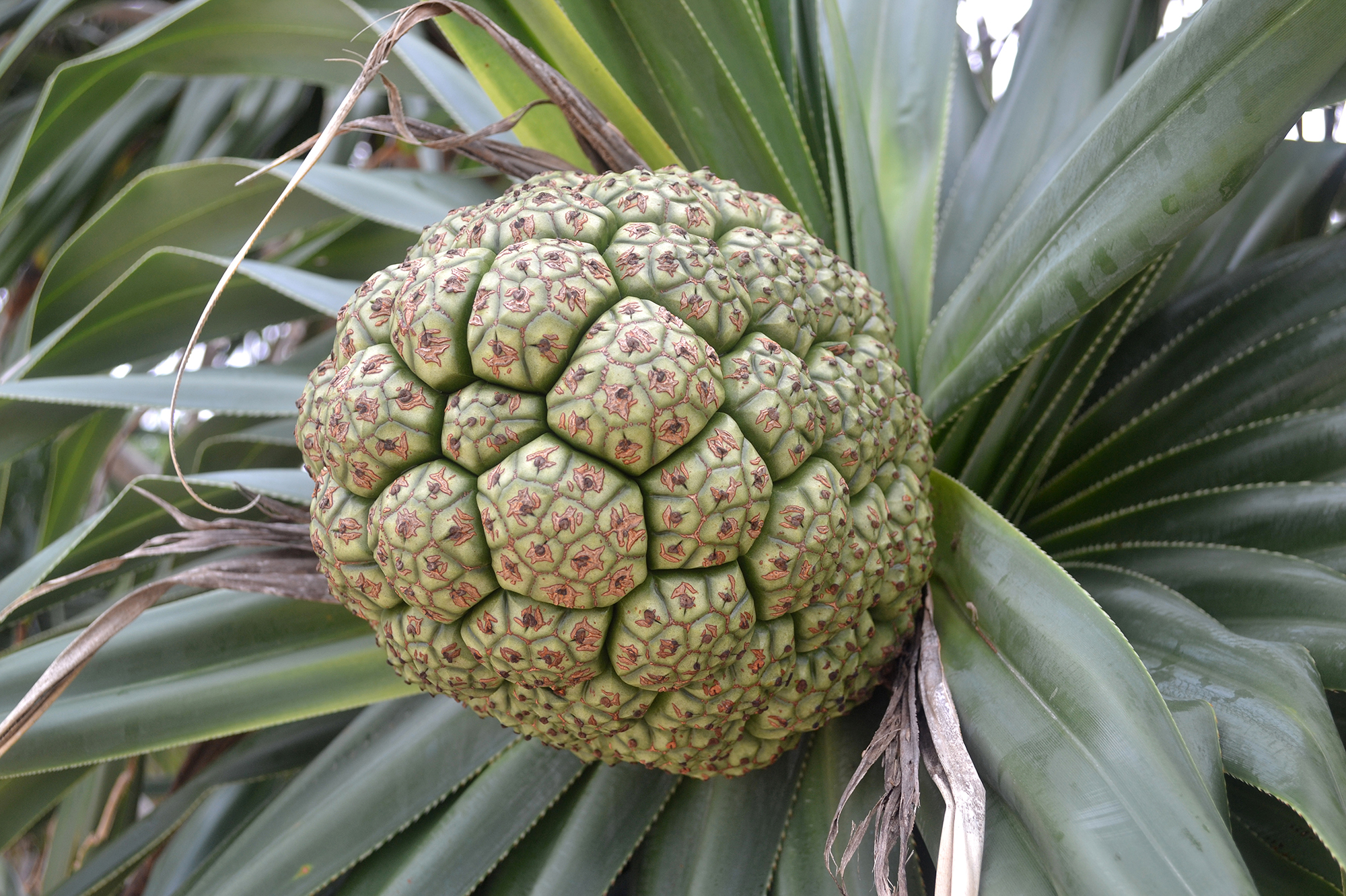 Pandanaceae | Fruit and Seed Family ID