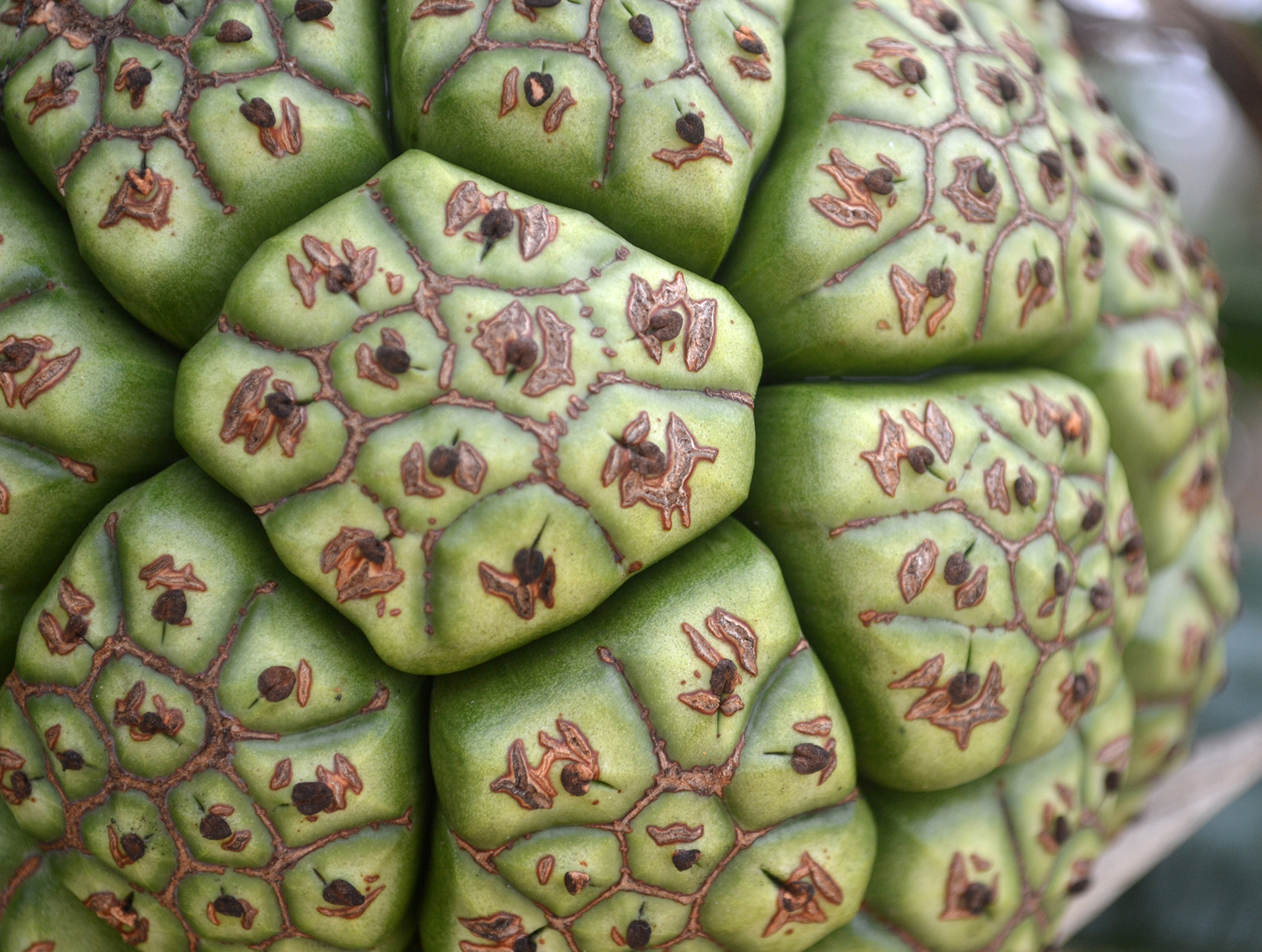 Pandanaceae | Fruit and Seed Family ID