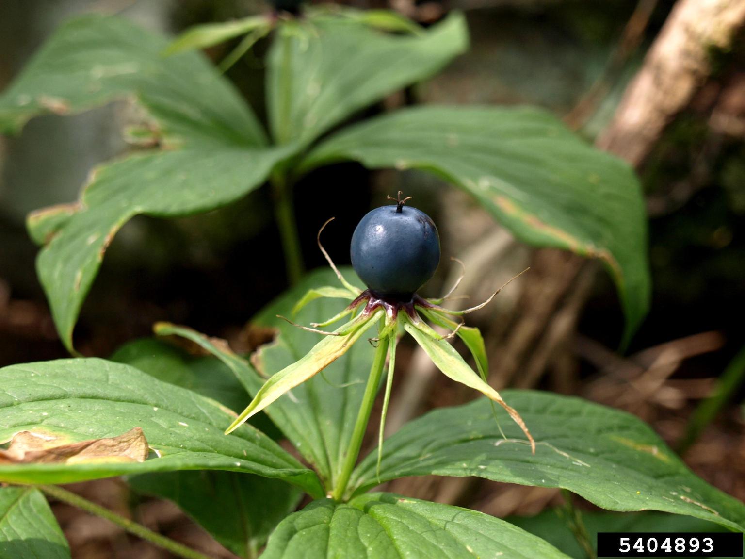 Melanthiaceae | Fruit and Seed Family ID