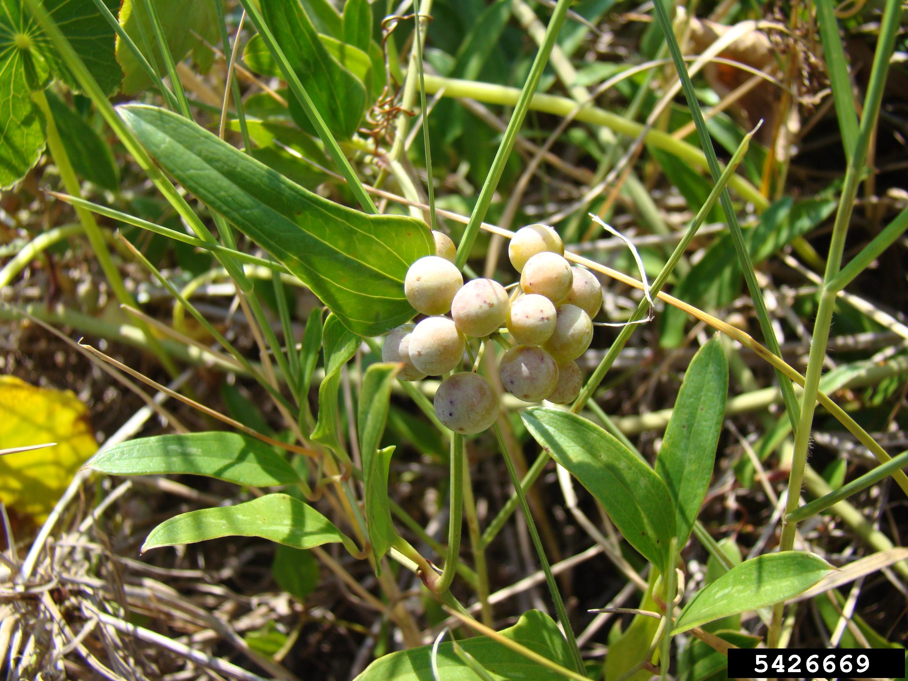 Smilacaceae | Fruit and Seed Family ID