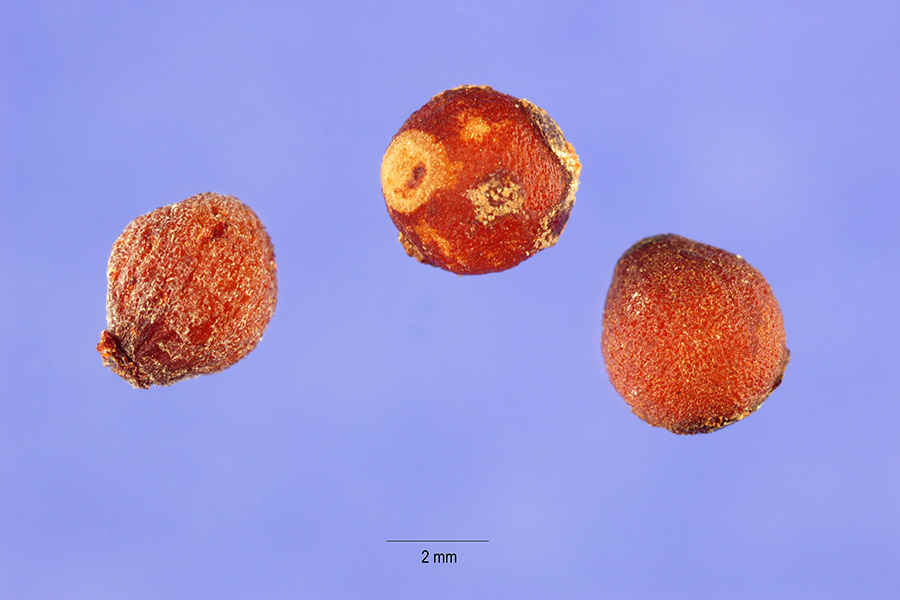 Smilacaceae | Fruit and Seed Family ID