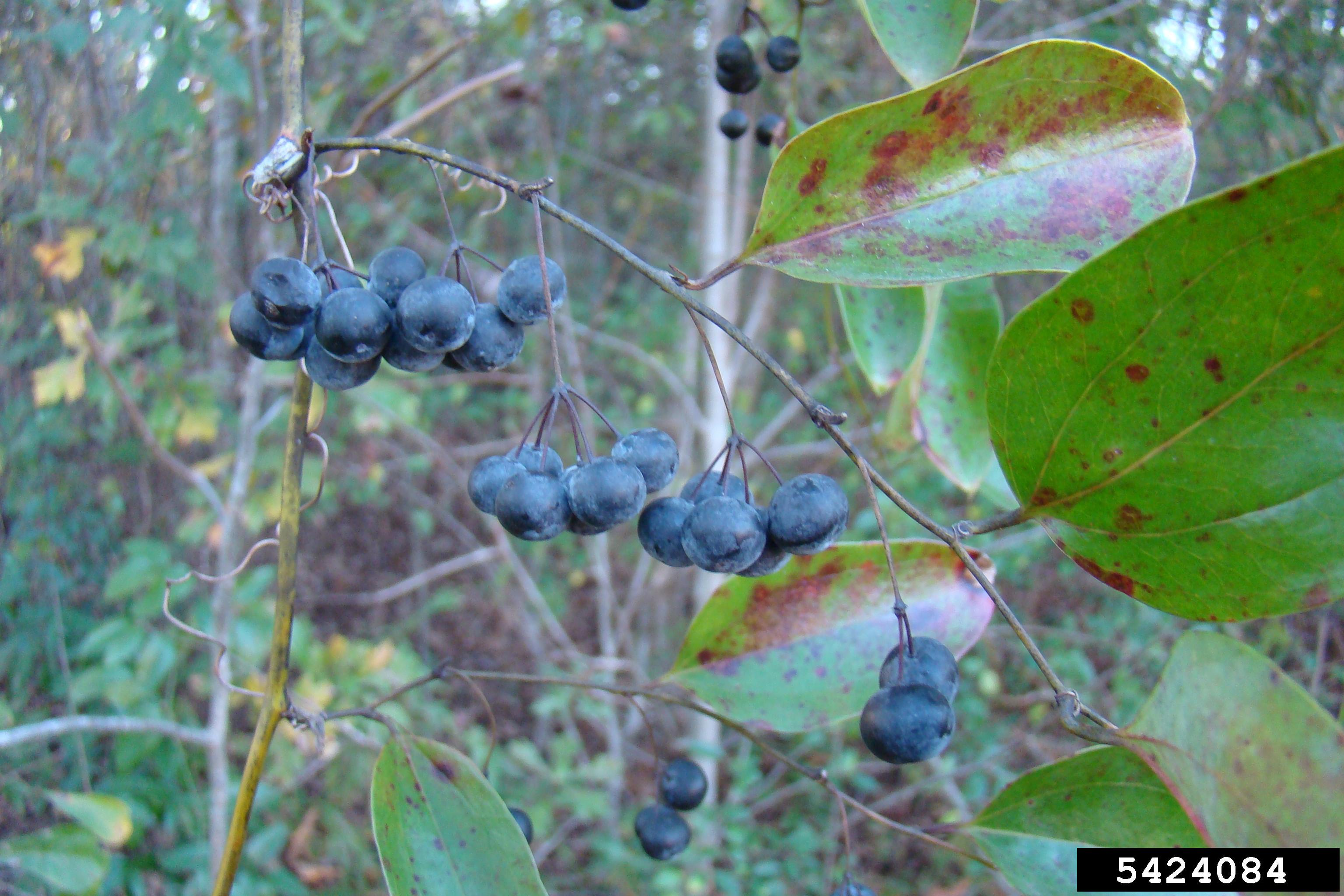 Smilacaceae | Fruit and Seed Family ID