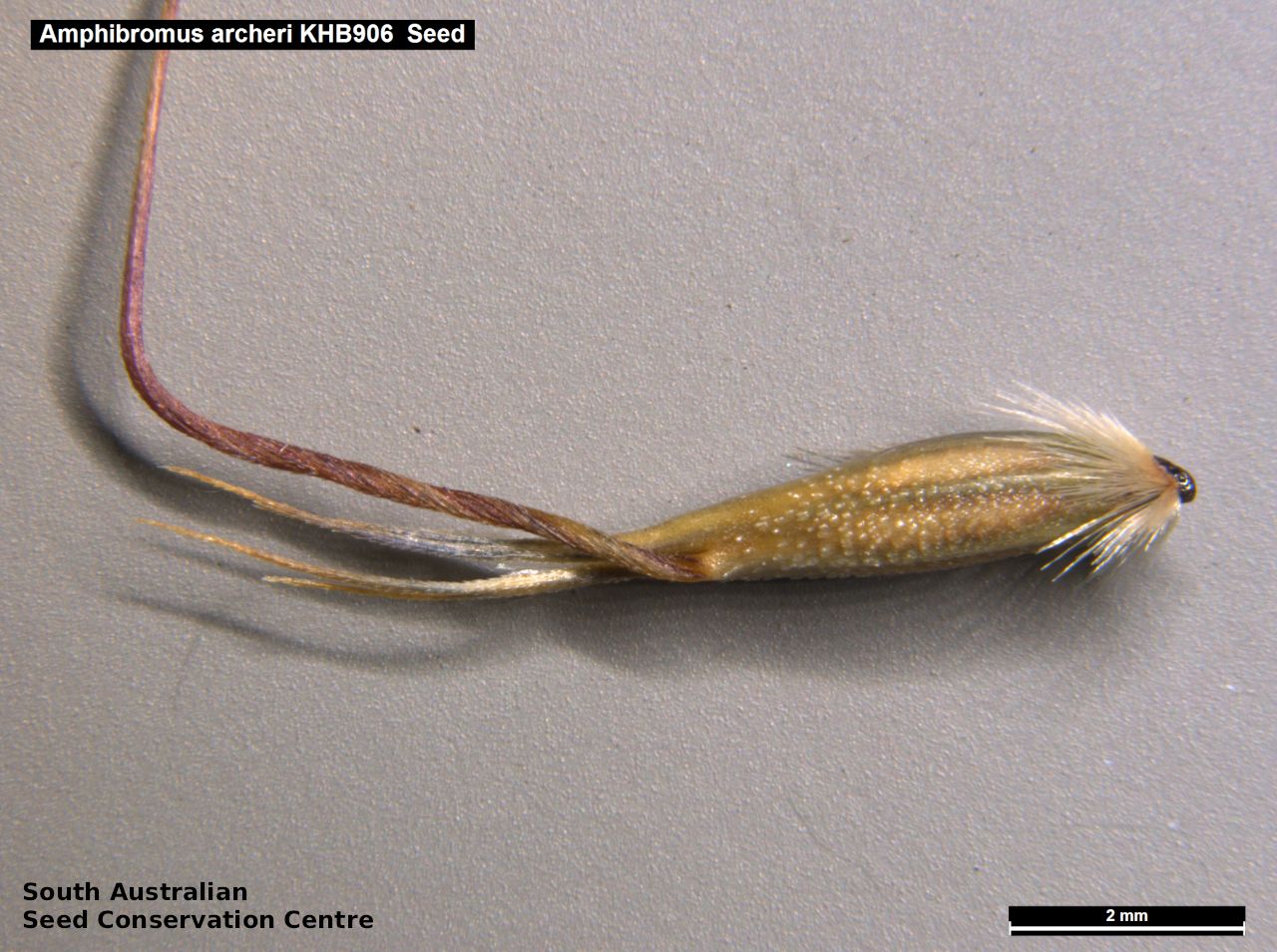 Poaceae | Fruit and Seed Family ID