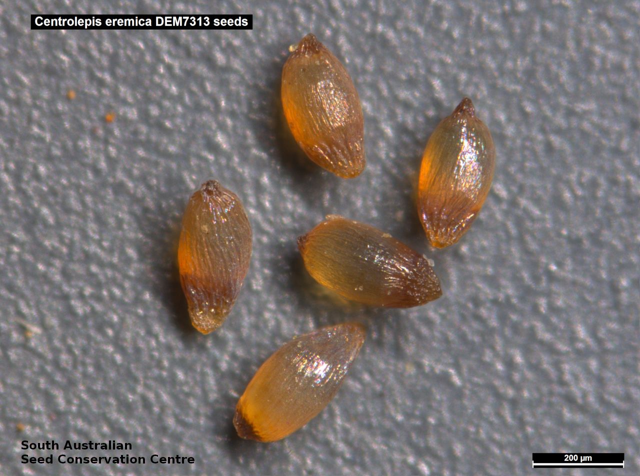 Restionaceae | Fruit and Seed Family ID