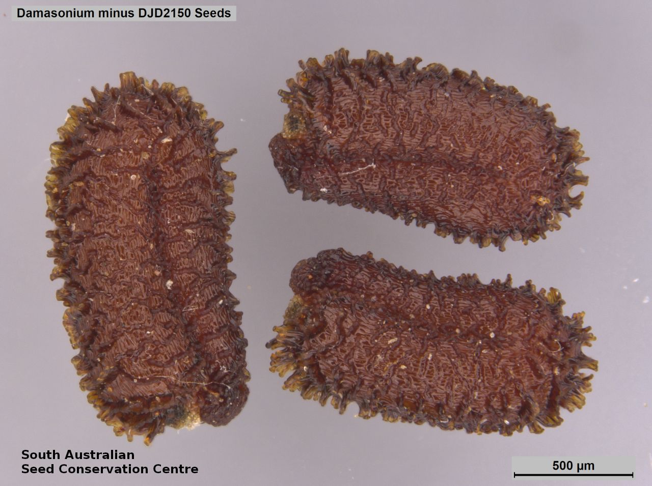 Alismataceae | Fruit and Seed Family ID