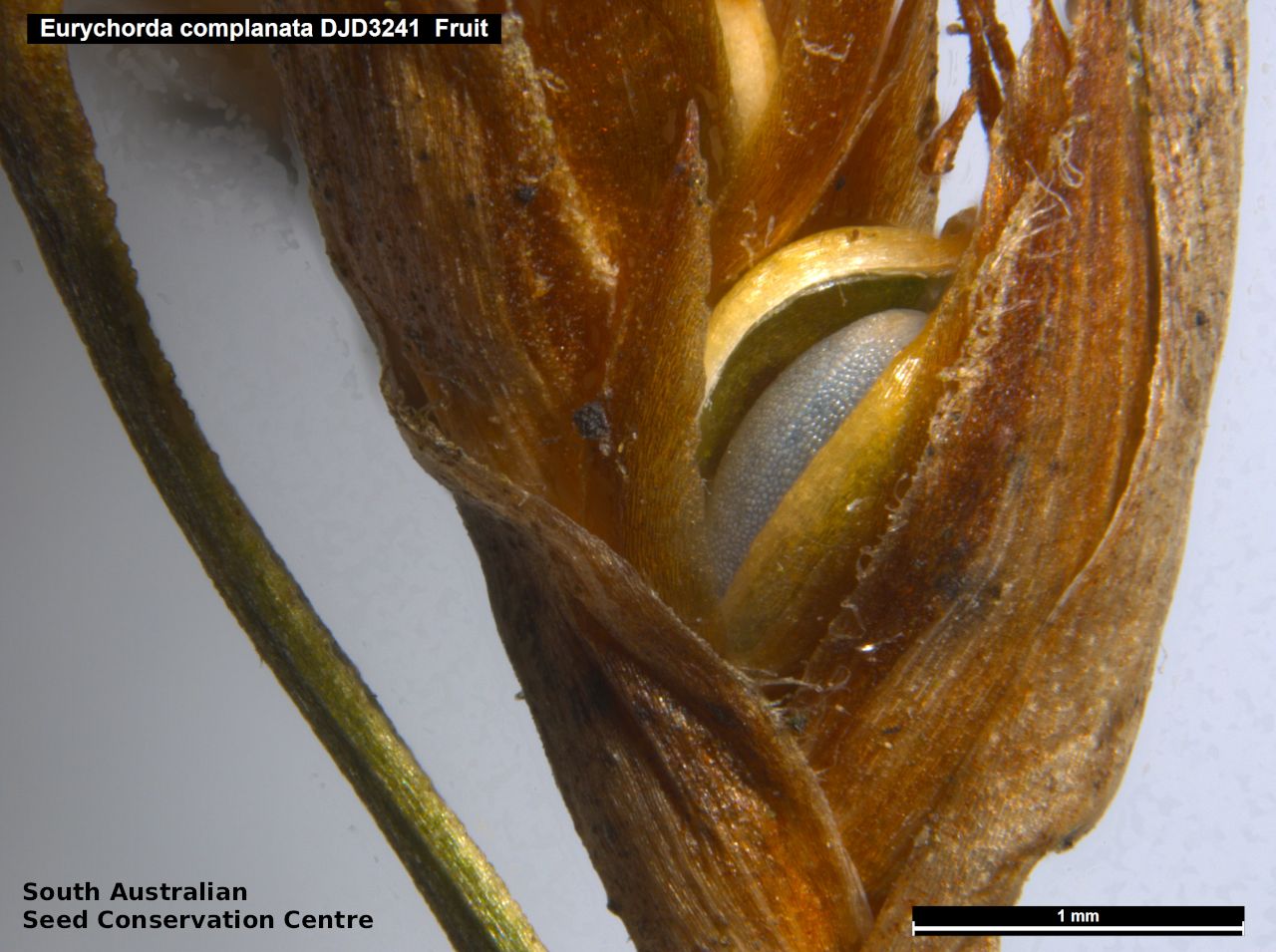 Restionaceae | Fruit and Seed Family ID