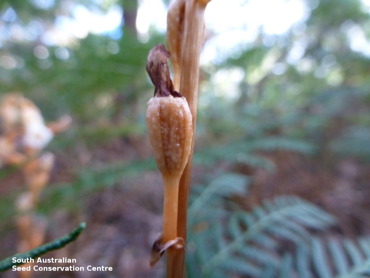 Orchidaceae | Fruit and Seed Family ID