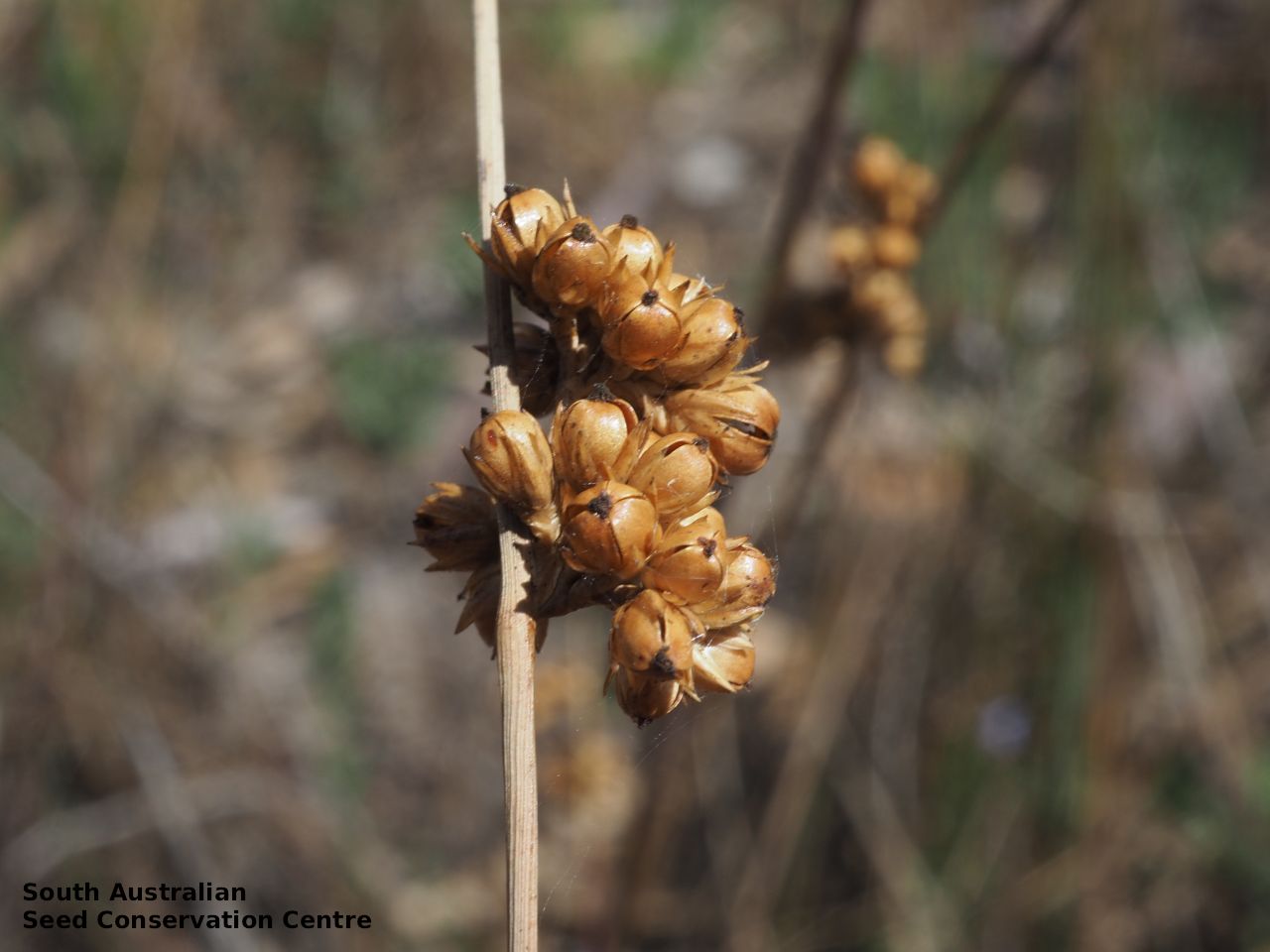 Juncaceae | Fruit and Seed Family ID