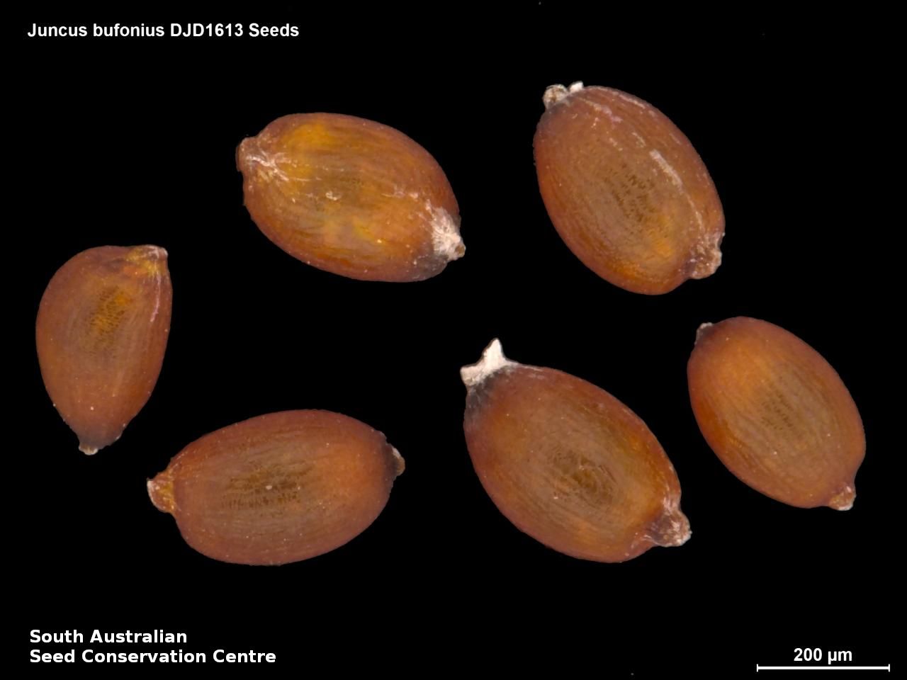 Juncaceae | Fruit and Seed Family ID