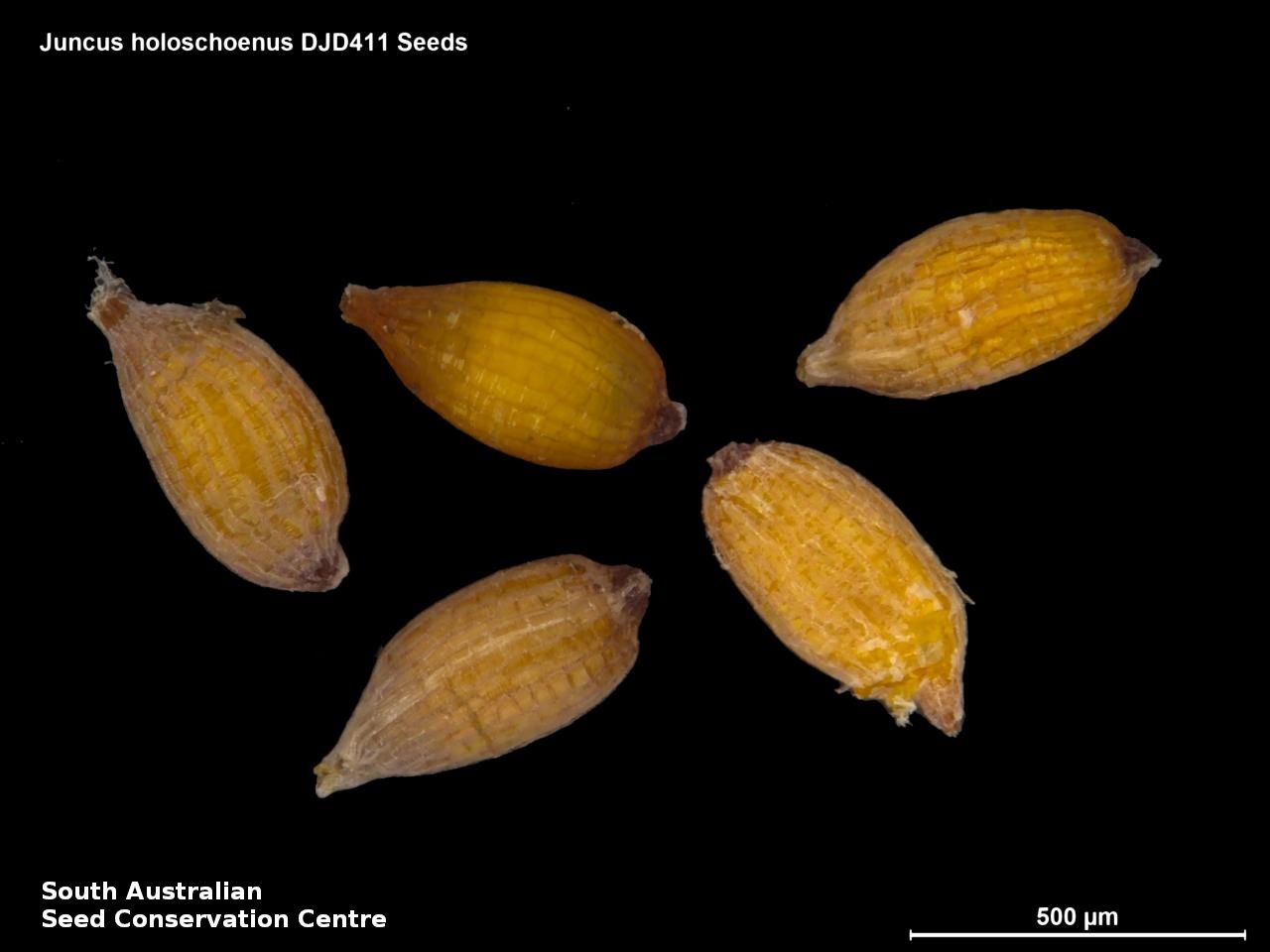 Juncaceae | Fruit and Seed Family ID