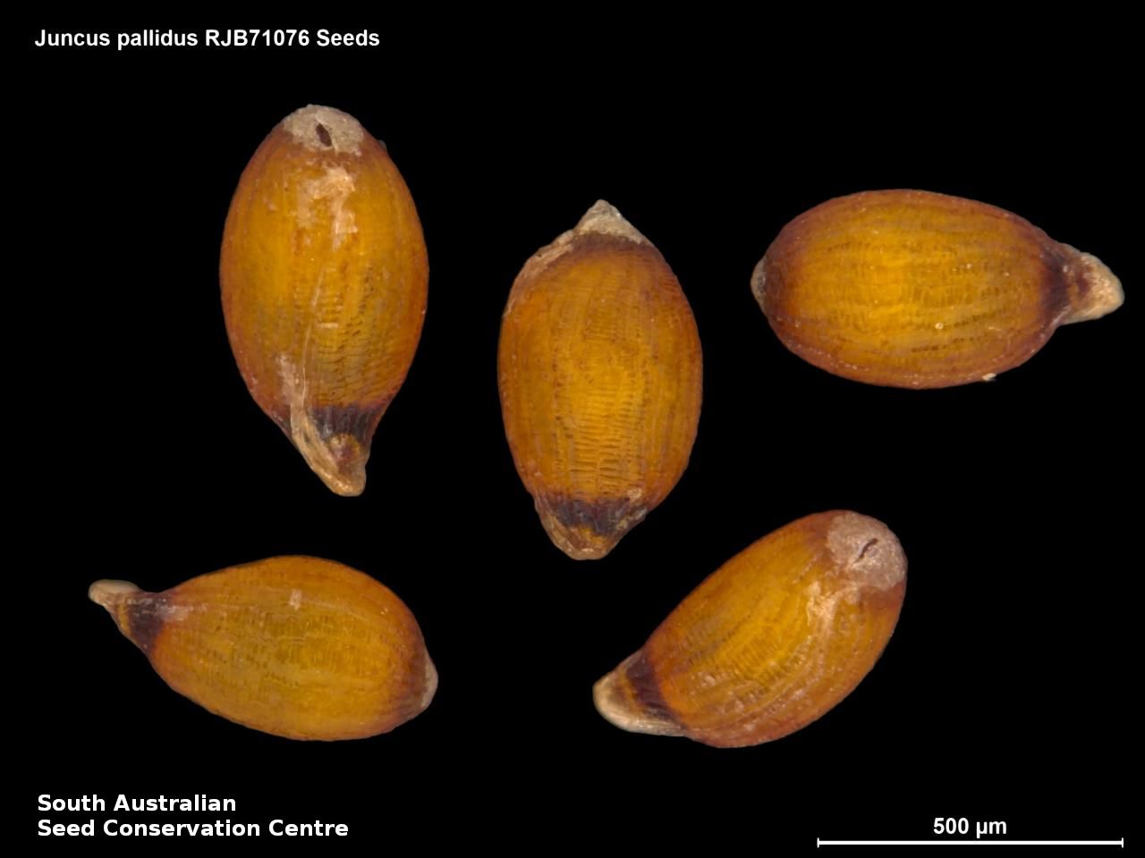 Juncaceae | Fruit and Seed Family ID