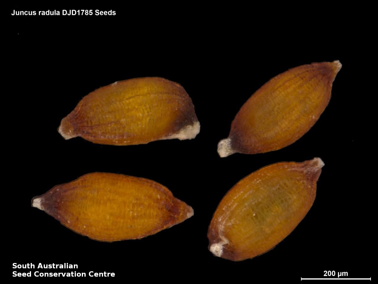 Juncaceae | Fruit and Seed Family ID