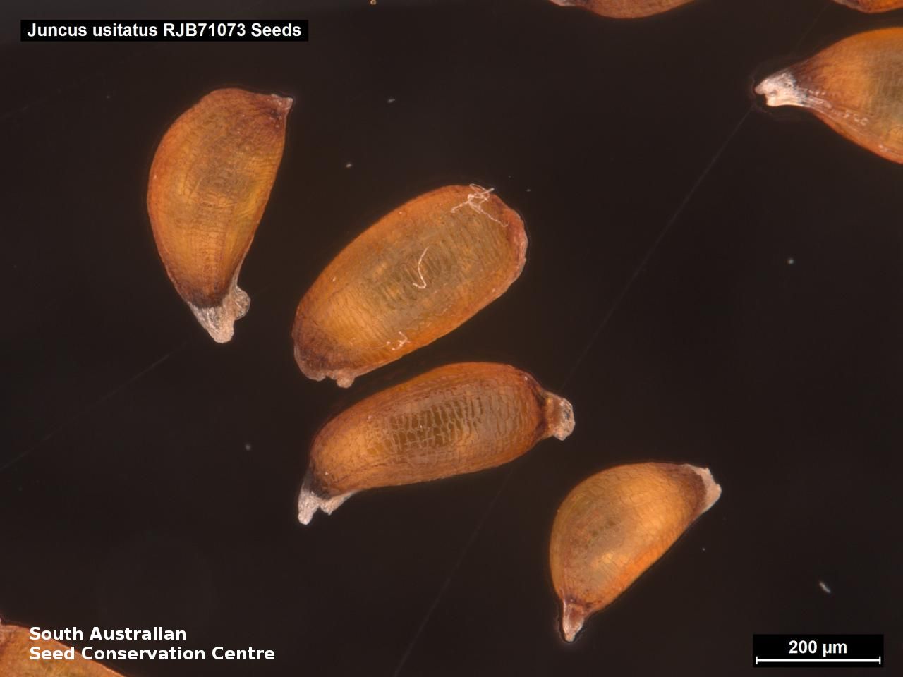 Juncaceae | Fruit and Seed Family ID