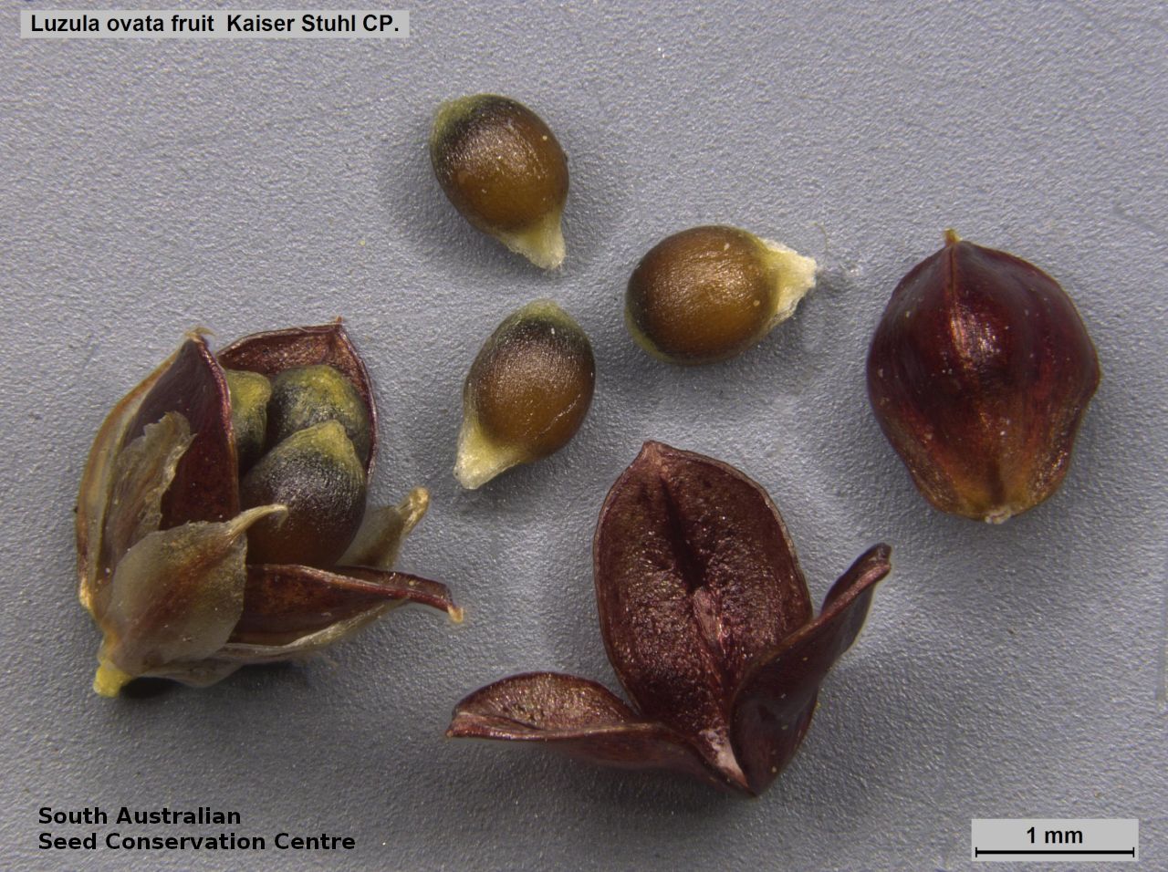 Juncaceae | Fruit and Seed Family ID