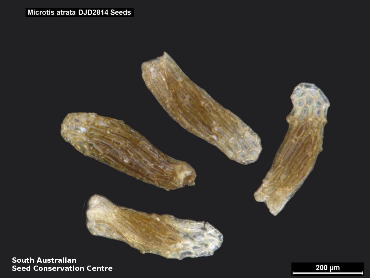 Orchidaceae | Fruit and Seed Family ID