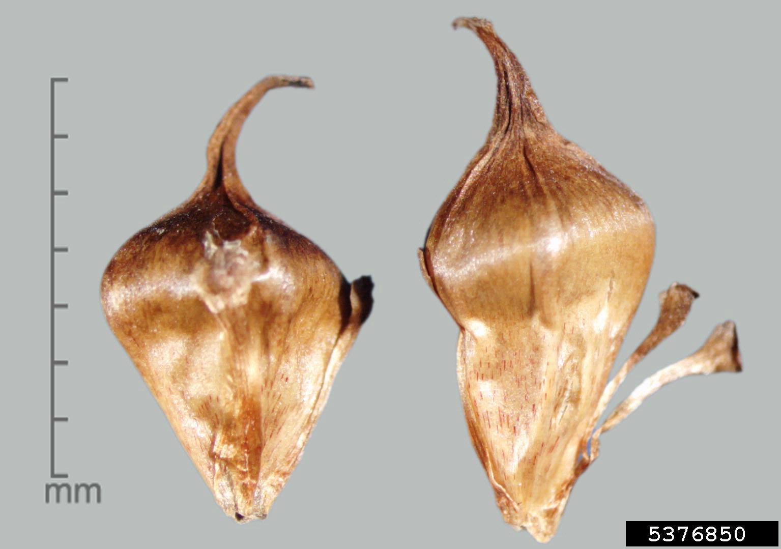 Typhaceae | Fruit and Seed Family ID