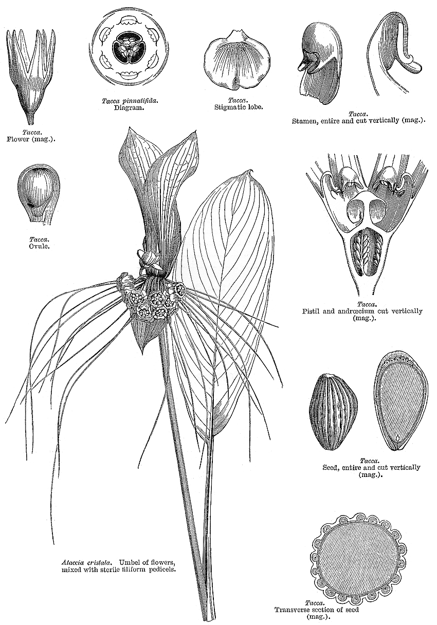 Taccaceae | Fruit and Seed Family ID