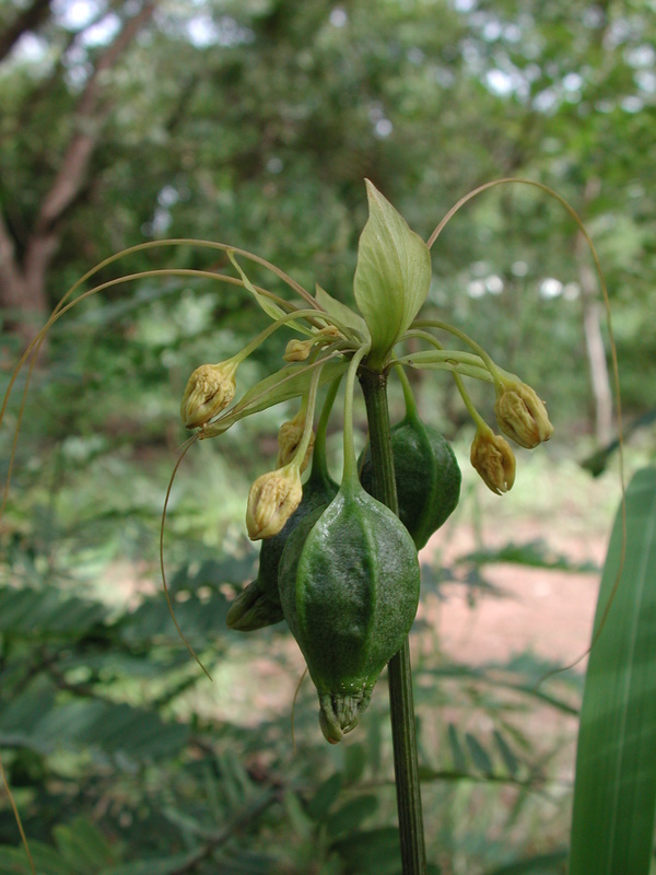 Taccaceae | Fruit and Seed Family ID