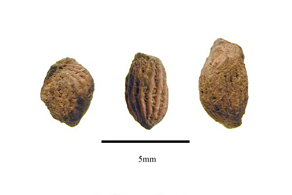 Taccaceae | Fruit and Seed Family ID