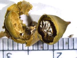 Polygonaceae | Fruit and Seed Family ID