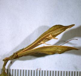 Gallery | Fruit and Seed Family ID