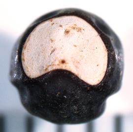 Sapindaceae | Fruit and Seed Family ID